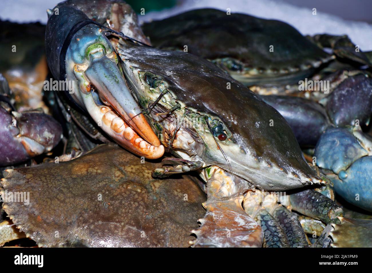 colorful mud crab in a market stall in close up for sell Stock Photo ...