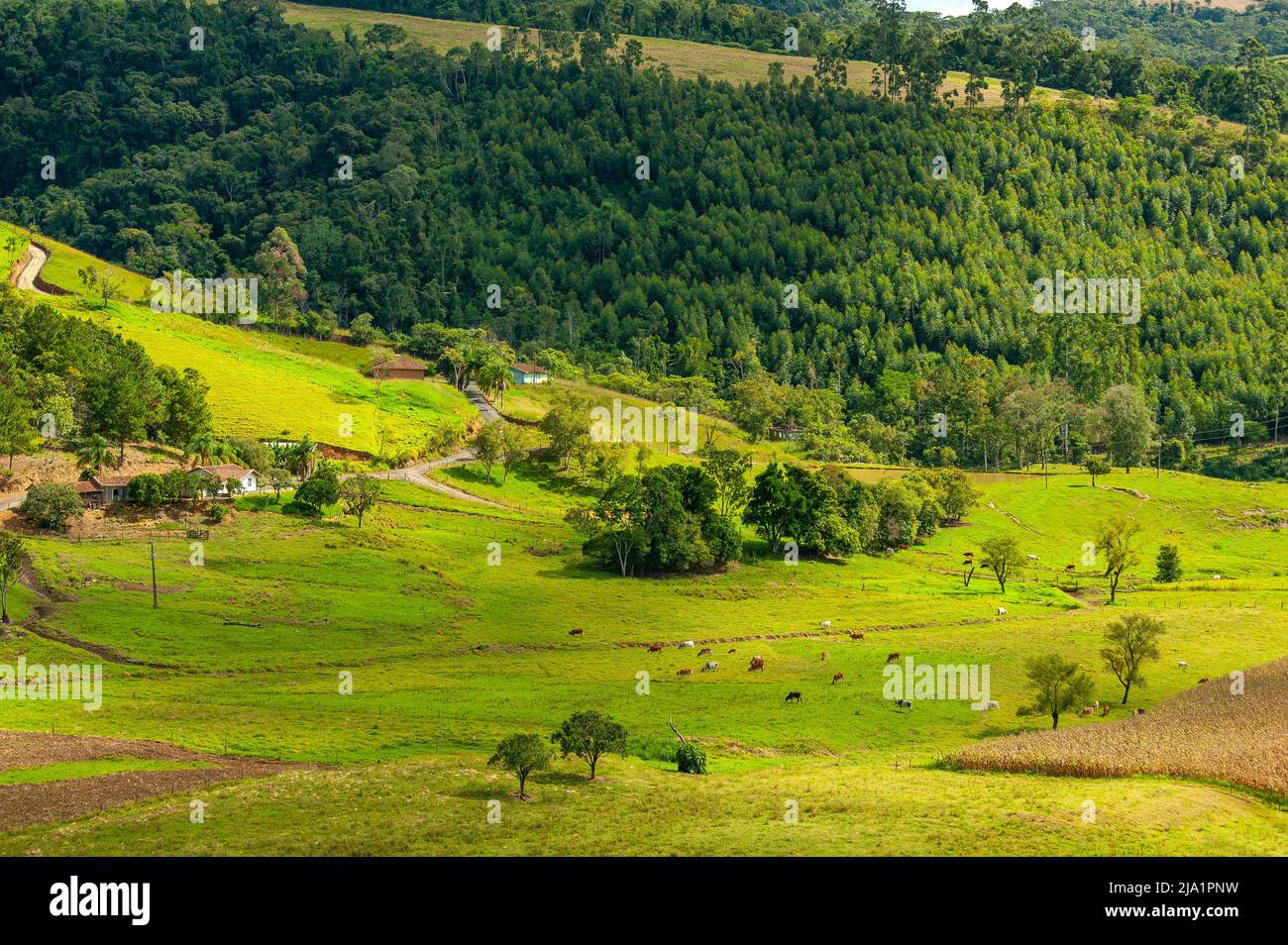 Rural life at Serra Catarinense, Santa Catarina, Brazil Stock Photo - Alamy