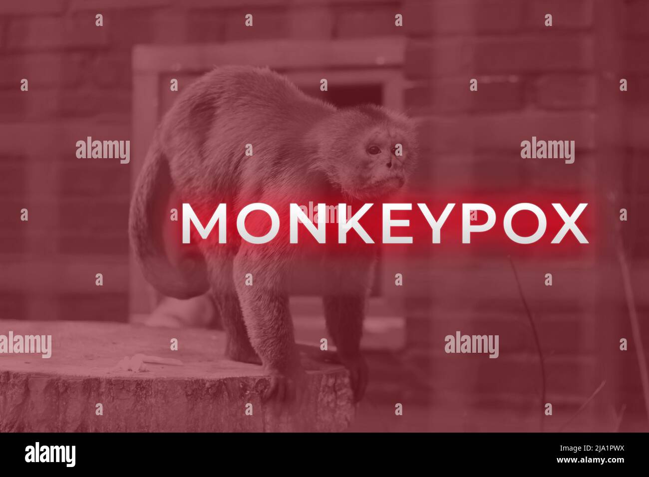 Monkeypox virus. Red background. Outbreak concept. Virus transmitted to ...
