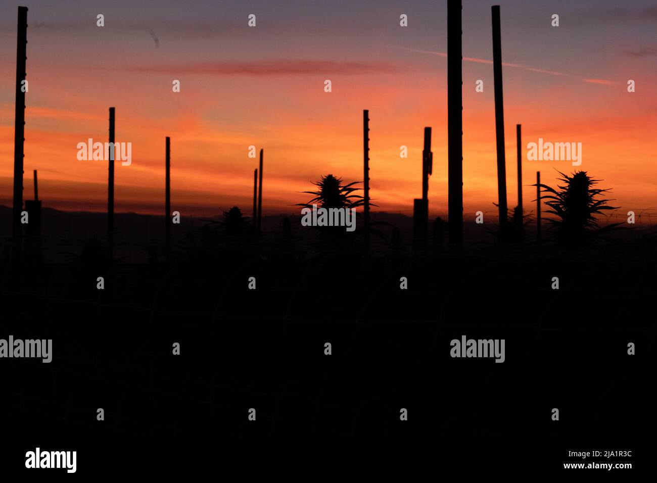 Cannabis farm sunset Stock Photo - Alamy