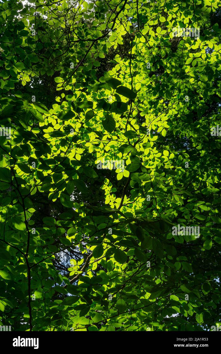 Green canopy in the forest - beech trees in summer Stock Photo - Alamy