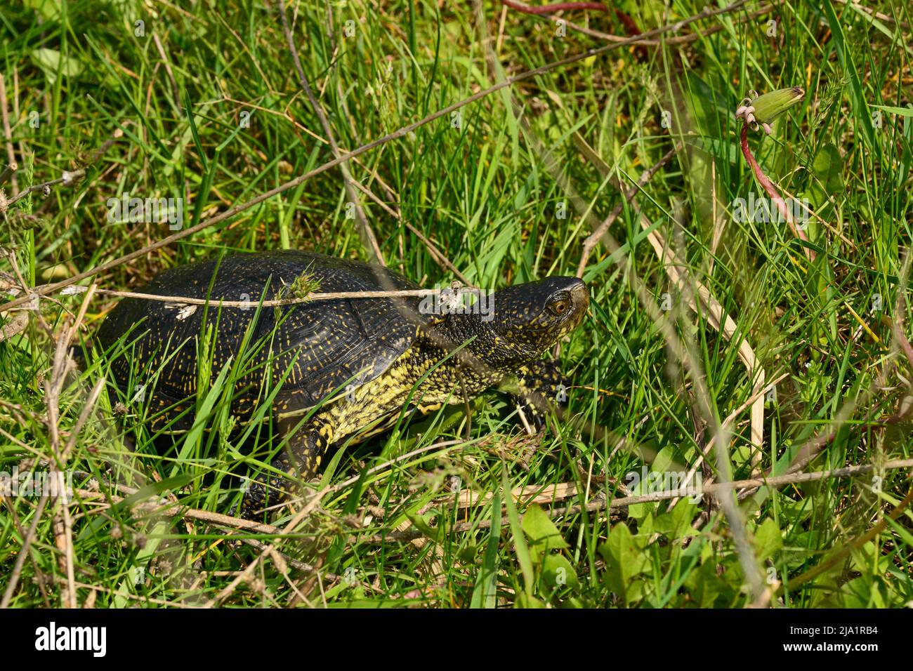 Cute turtle hi-res stock photography and images - Alamy