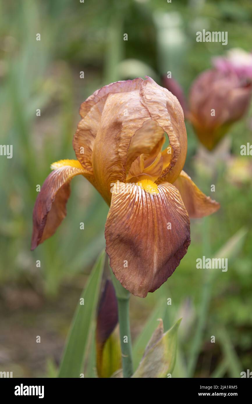 Iris 'Copper Lustre' Stock Photo - Alamy
