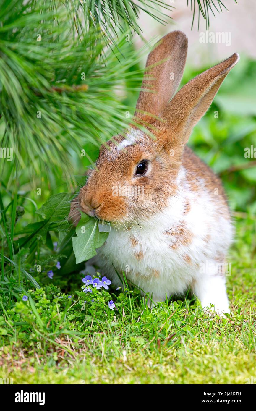 A red rabbit sits in flowers under a pine tree and chews a dandelion ...