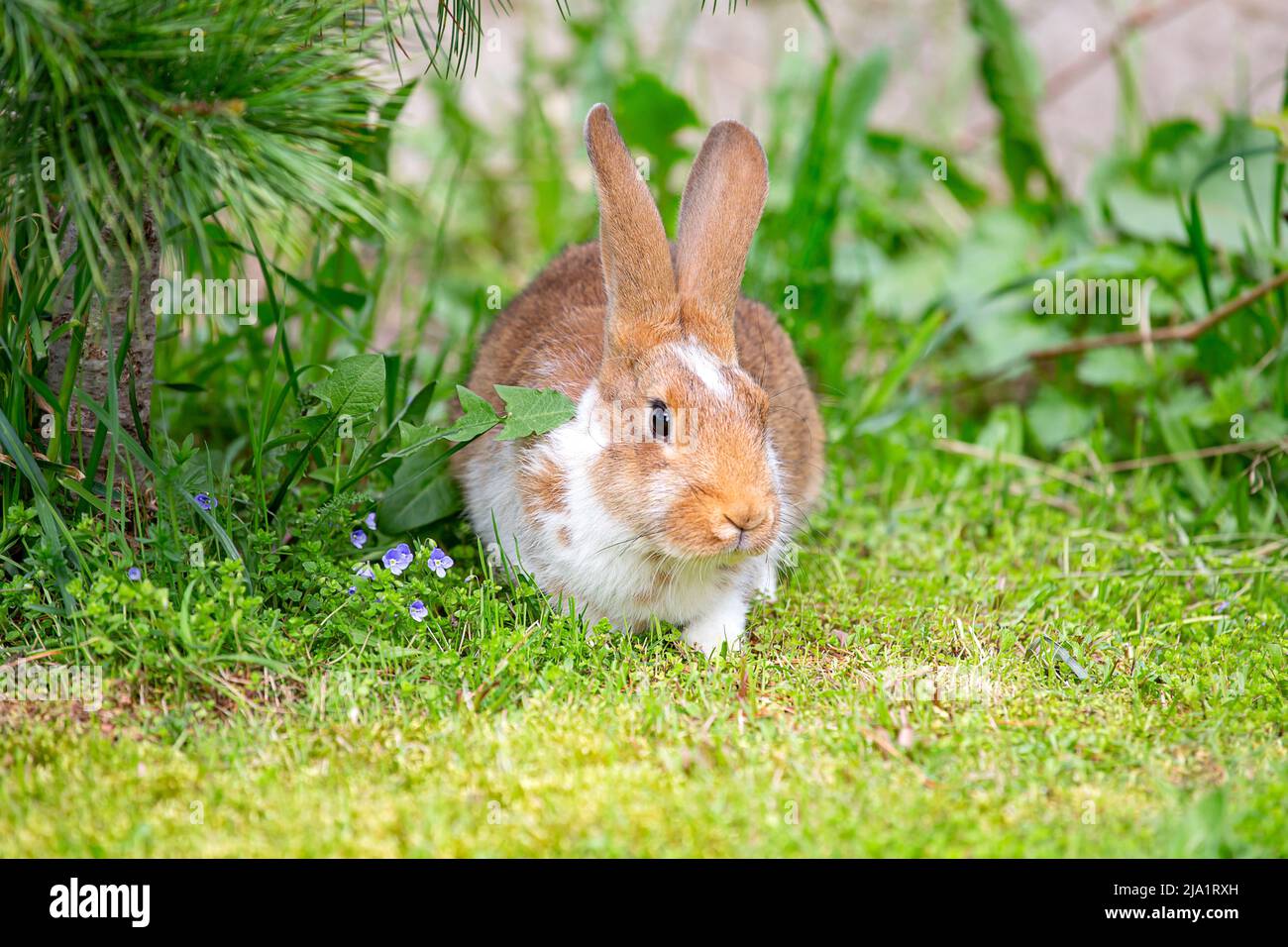 A red rabbit sits on the green grass with blue flowers under a pine ...