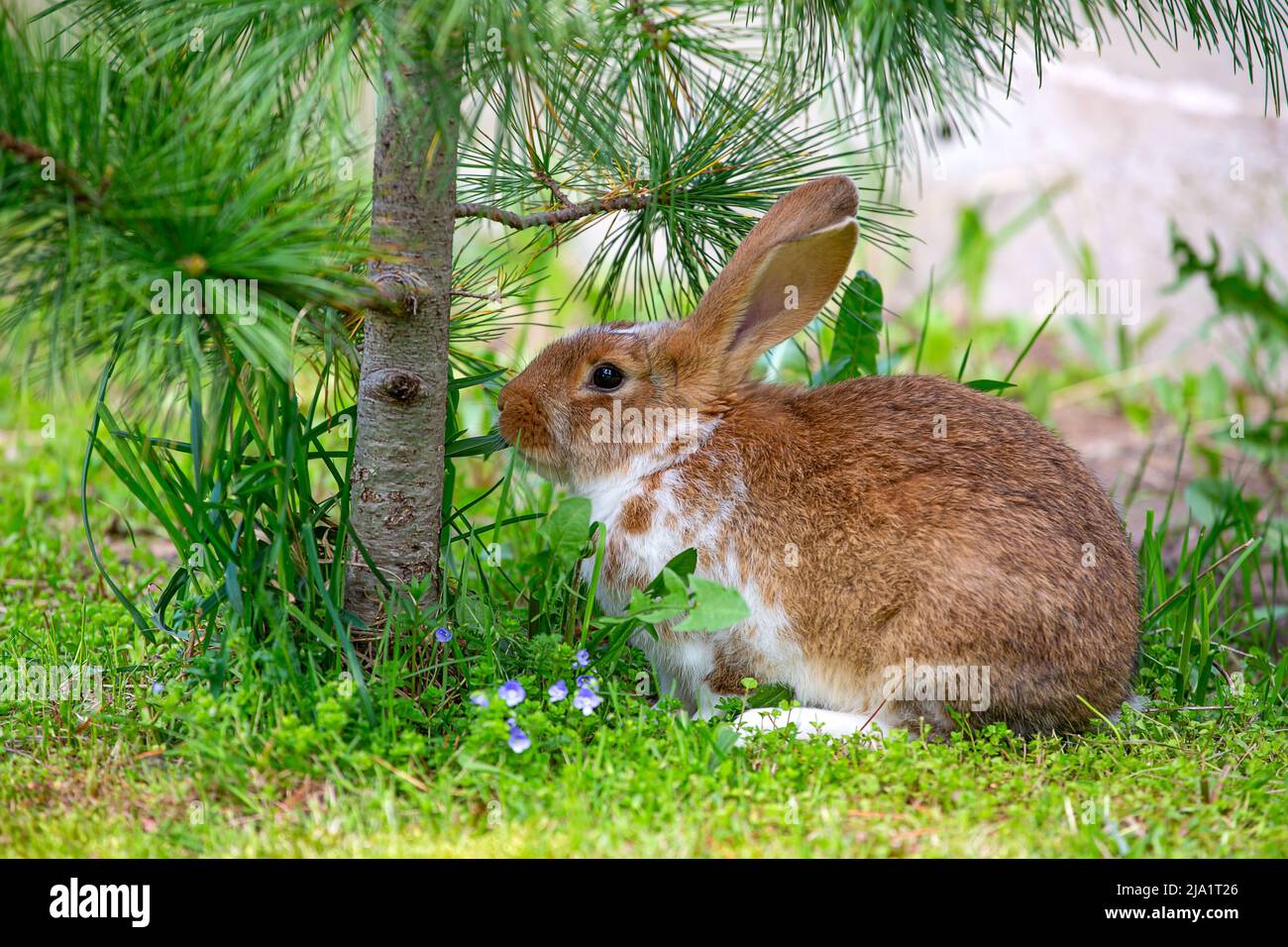 A red rabbit is sitting on the green grass under a pine tree Stock ...