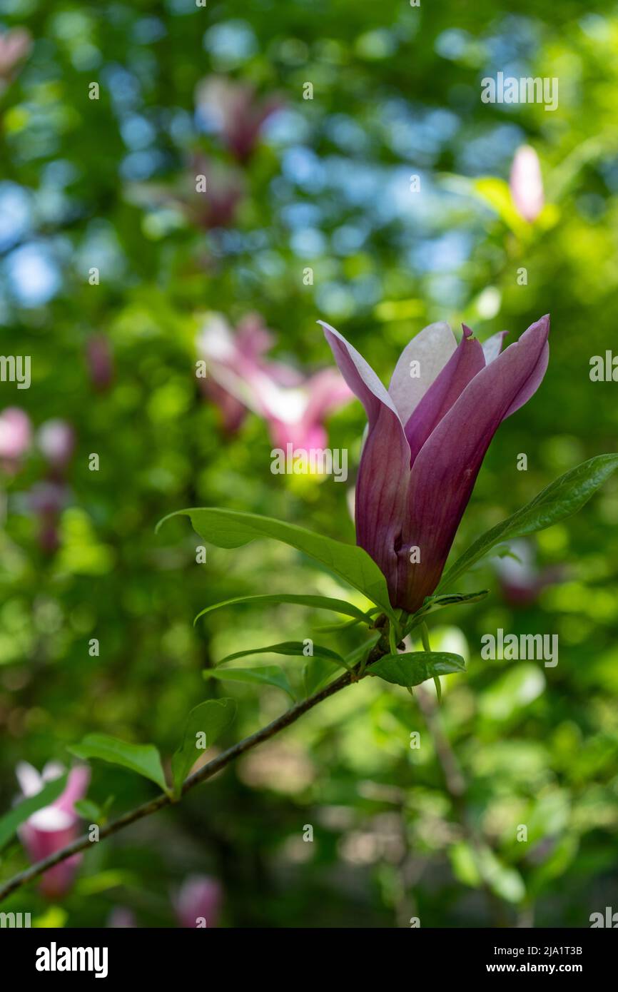 Magnolia tree blossom in springtime. tender pink flowers bathing in ...