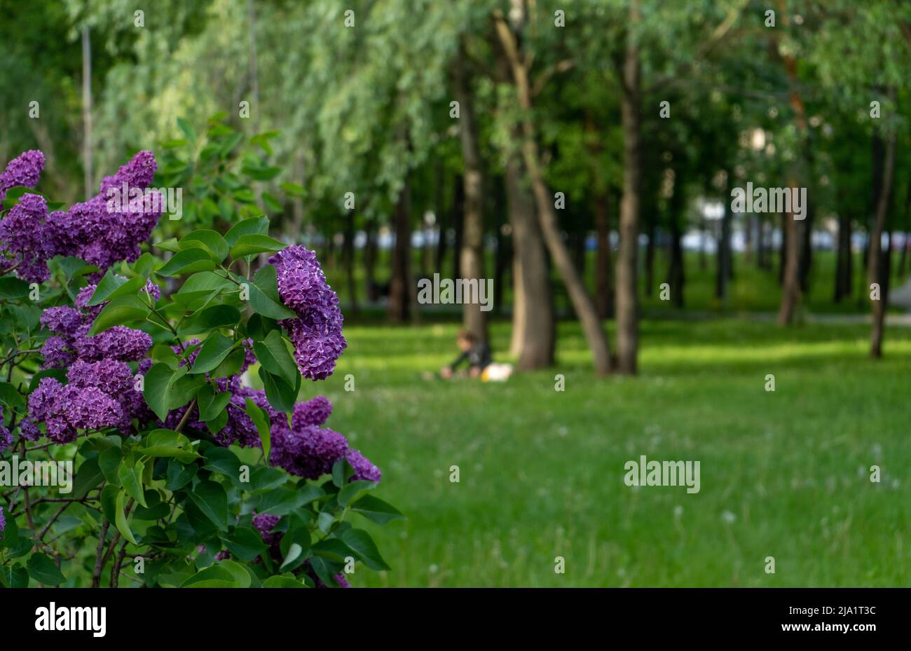 Violet vibrant lilac bush with blooming buds in spring garden Stock ...