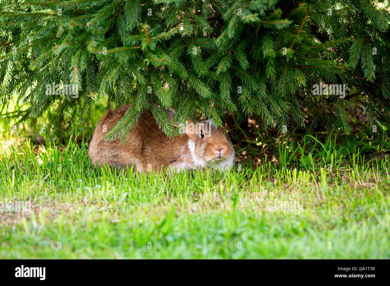 Rabbit under tree hi-res stock photography and images - Alamy