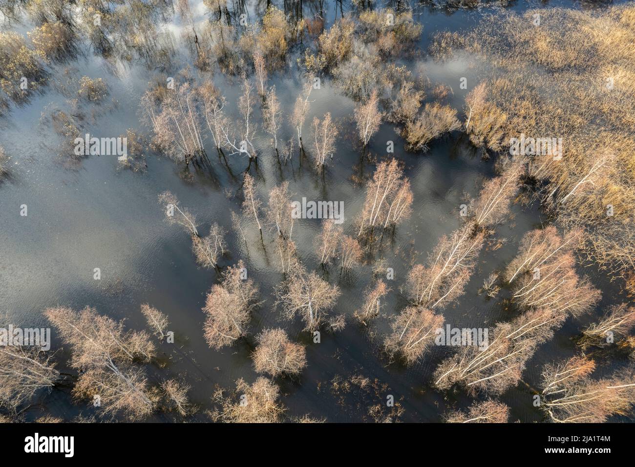 Flooded forest from above in Finland Stock Photo - Alamy