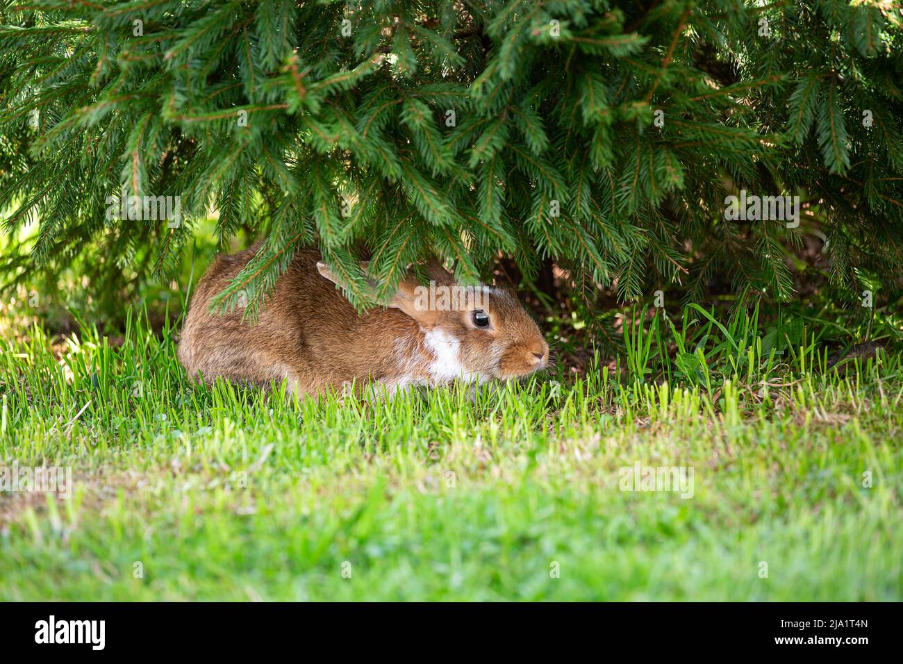 A red rabbit hides under a Christmas tree Stock Photo - Alamy