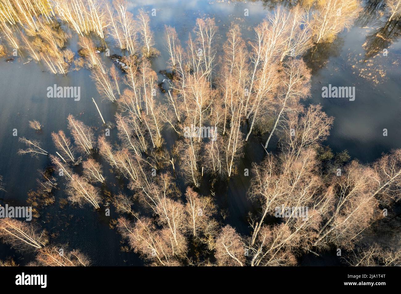 Flooded forest from above in Finland Stock Photo - Alamy