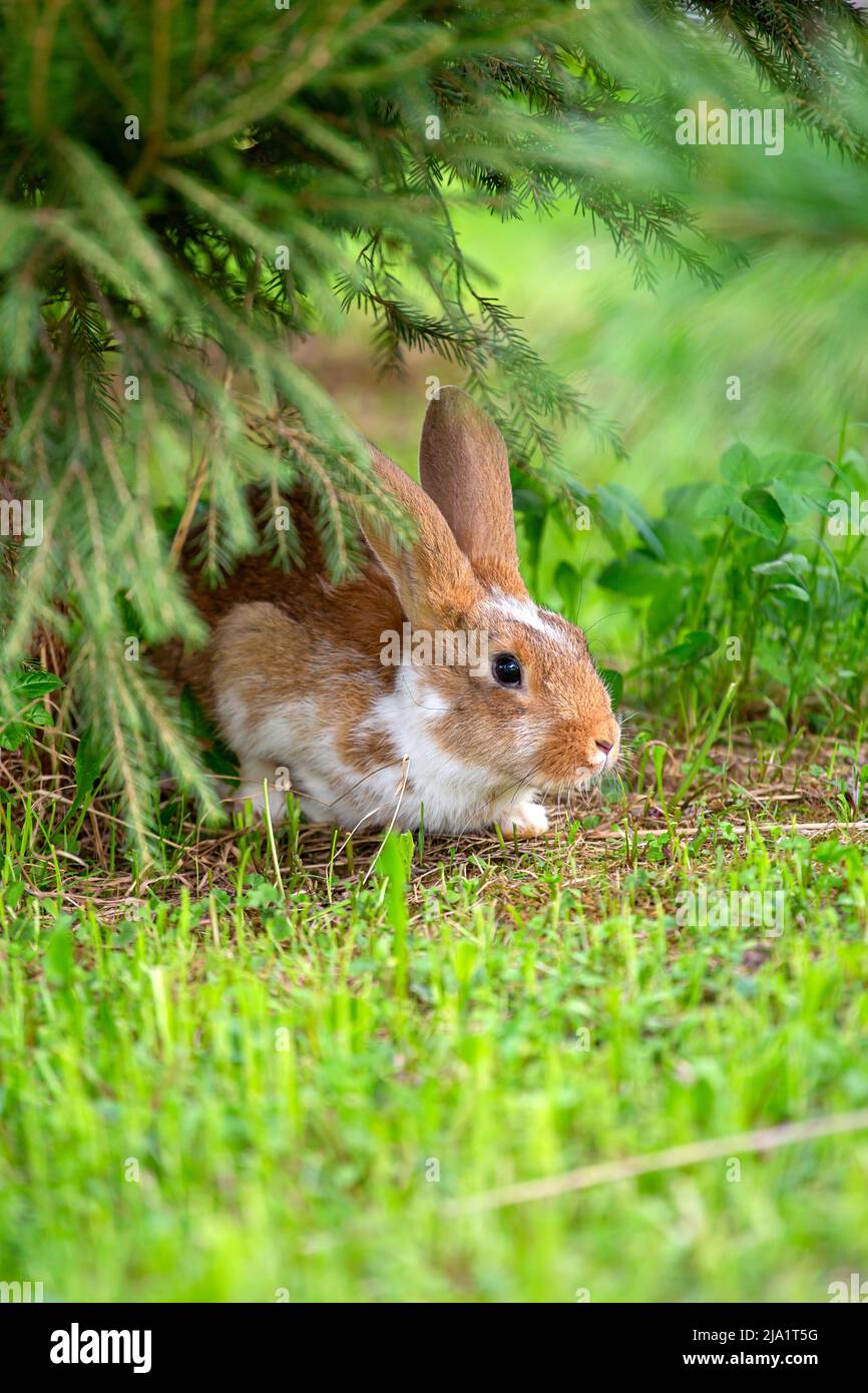 A red rabbit is sitting on the green grass under the Christmas tree ...