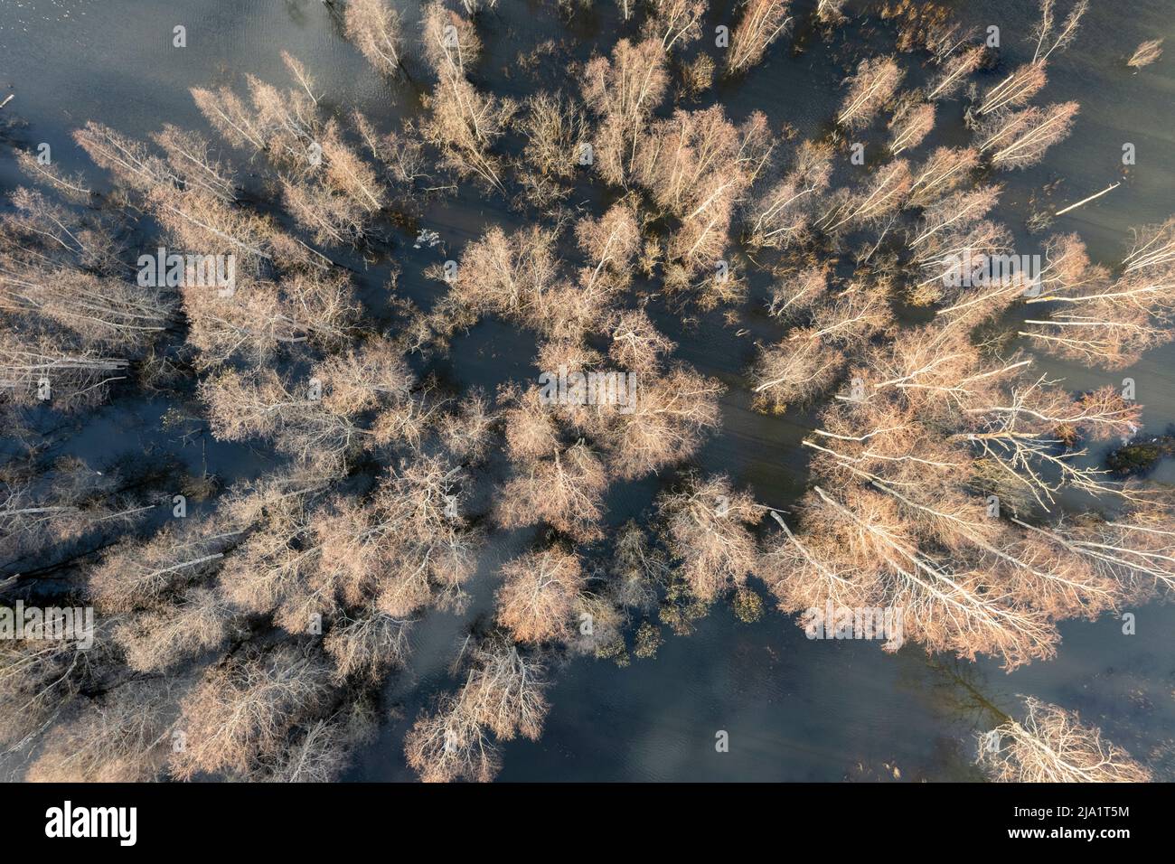 Flooded forest from above in Finland Stock Photo - Alamy
