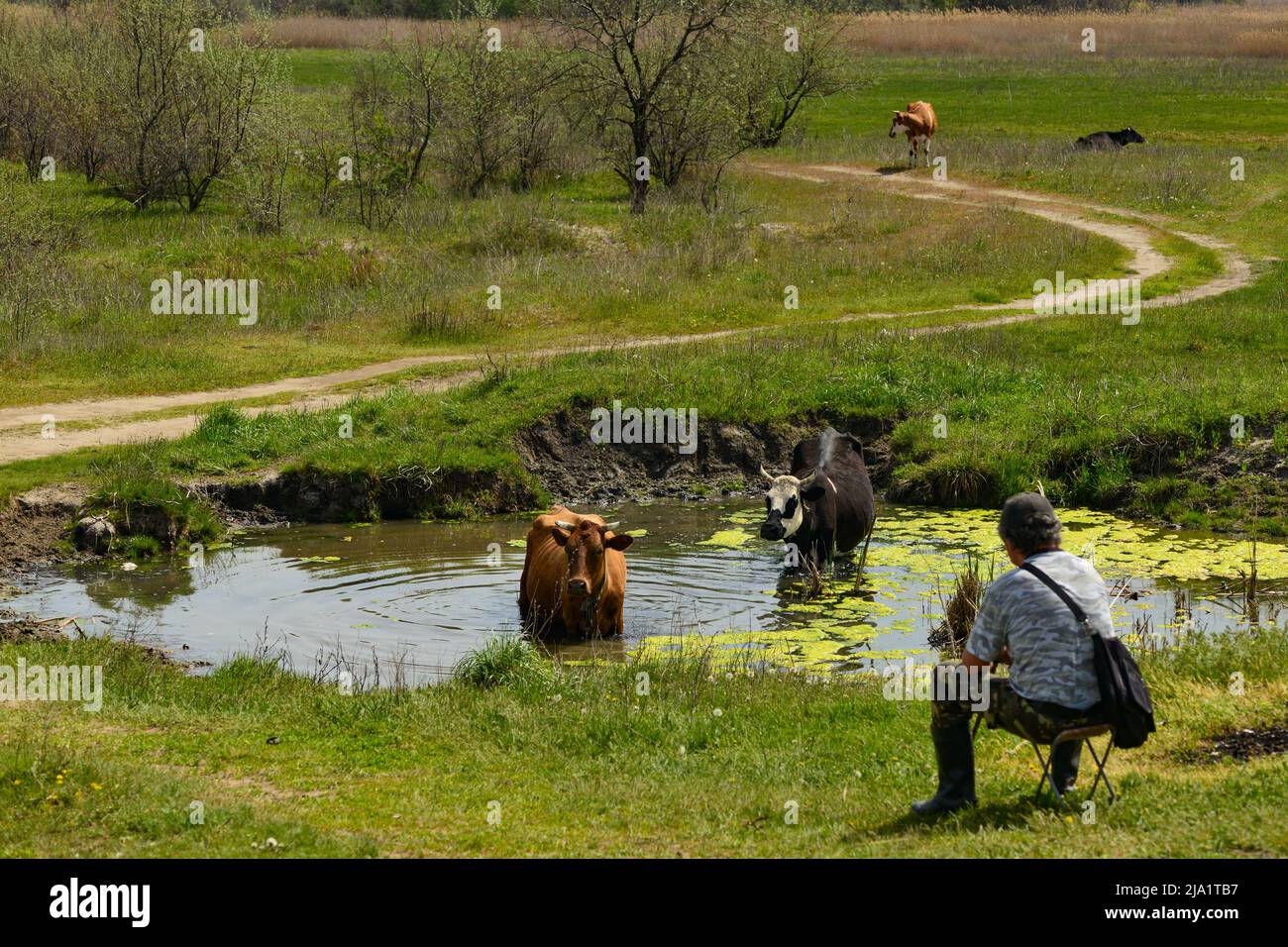Cows drink water in a pond at a rural place Stock Photo - Alamy