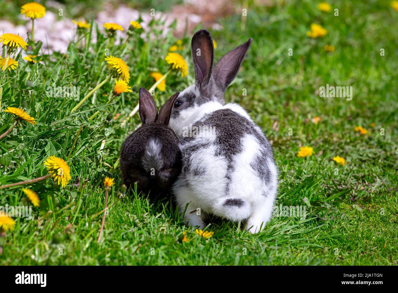 Rabbit rear view hi-res stock photography and images - Alamy