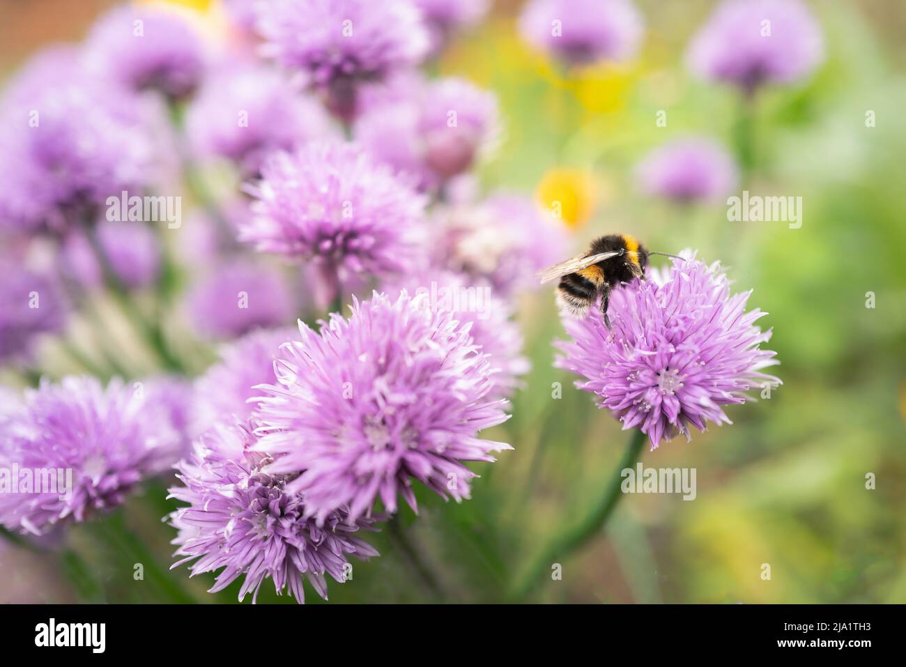Bumblebee on pretty purple wild chive flowers Stock Photo - Alamy