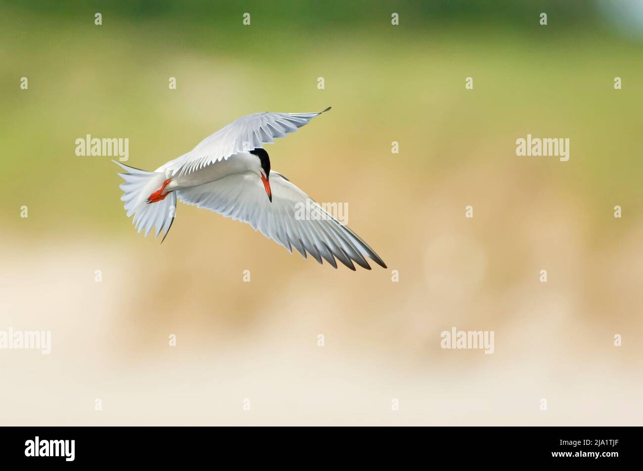 Common tern hovering at Breezy Point, Gateway NRA Stock Photo - Alamy