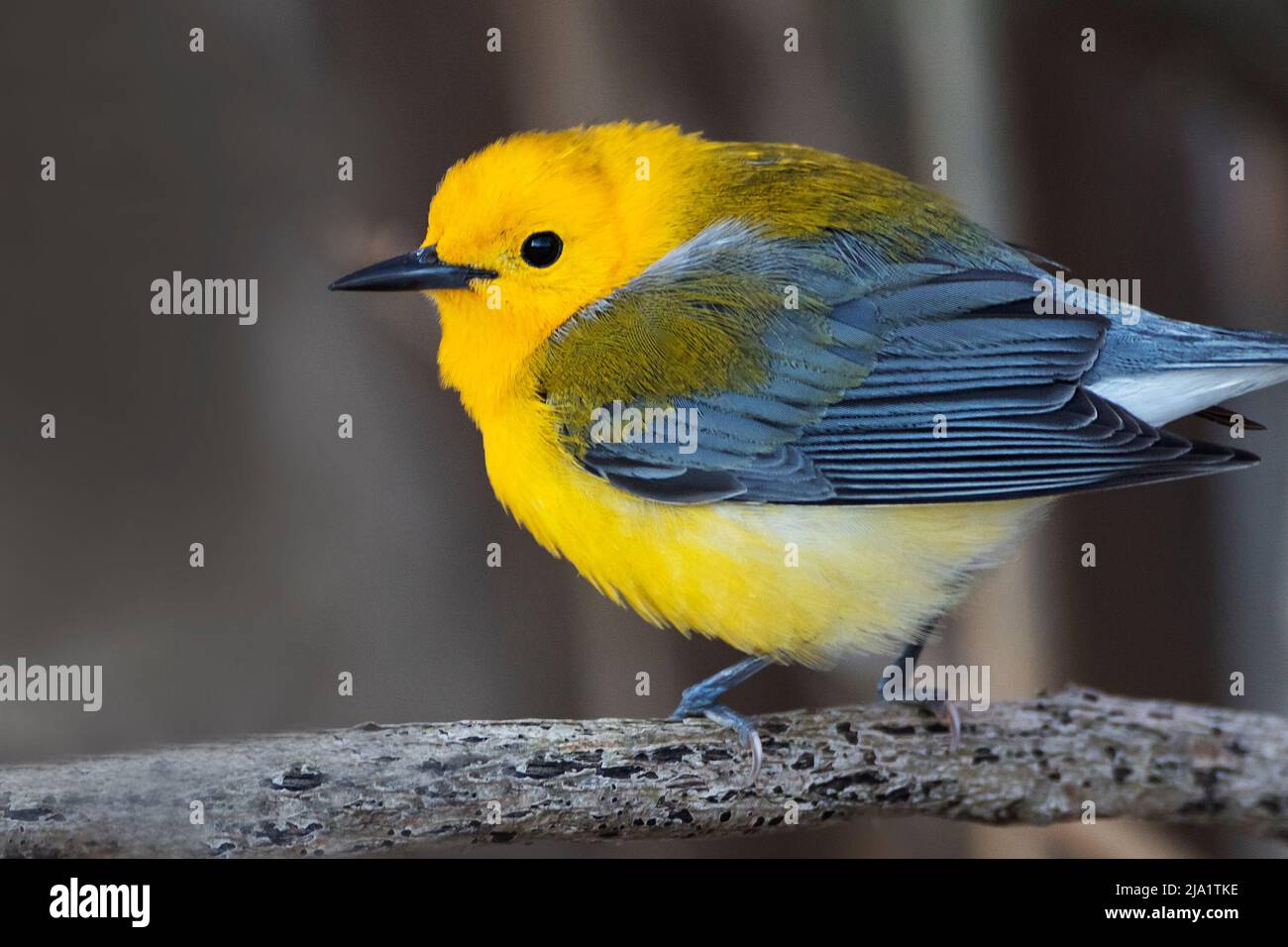 Portrait breeding plumage hi-res stock photography and images - Alamy