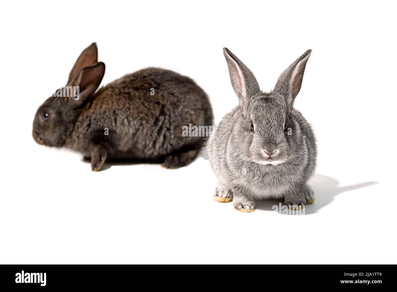 Two cute rabbits isolated on hi-res stock photography and images - Alamy