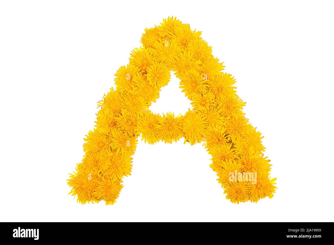 The English alphabet of dandelion flowers is isolated on a white ...