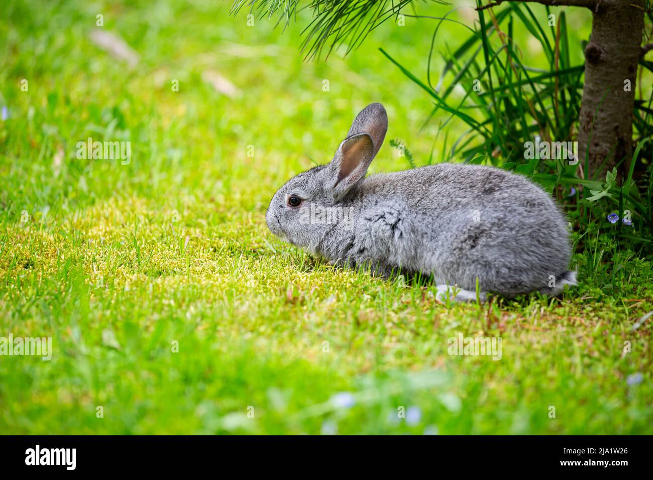 Under the pine tree hi-res stock photography and images - Alamy