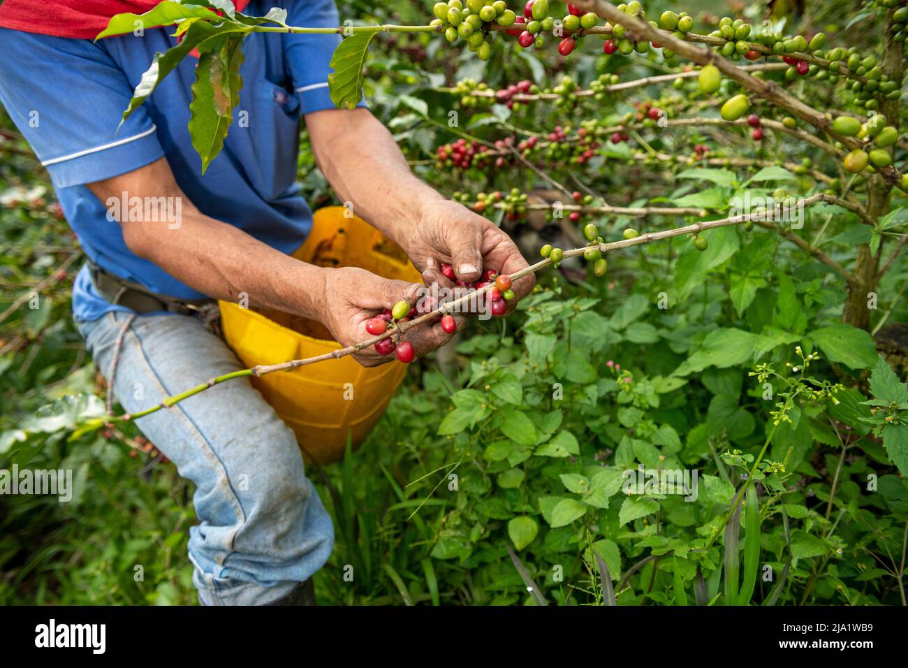 A close up view of a arabica coffee farmer's hands picking ripened ...