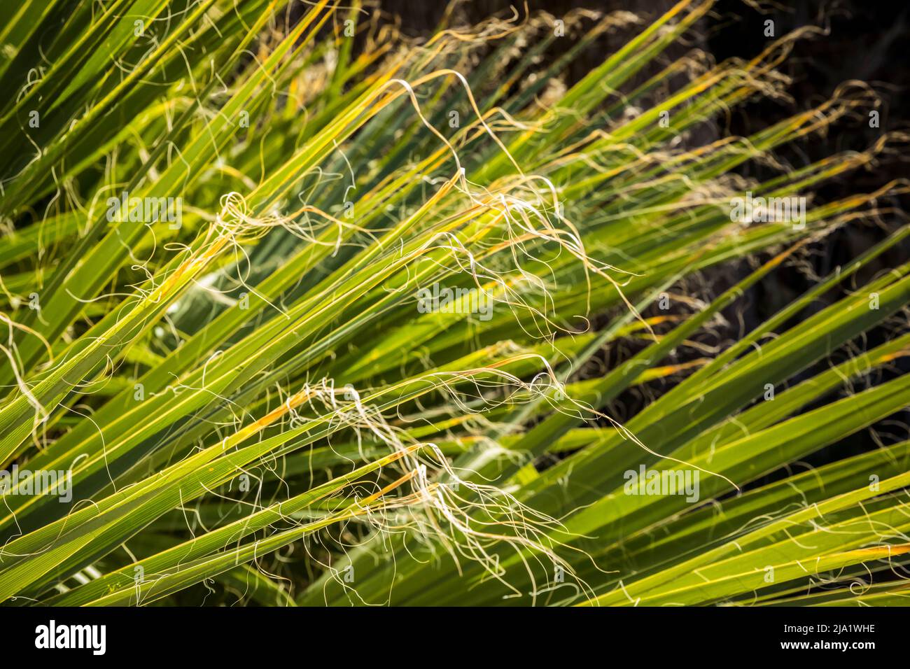 Closeup view of a Fan Palm tree where the delicate ends of the fronds ...