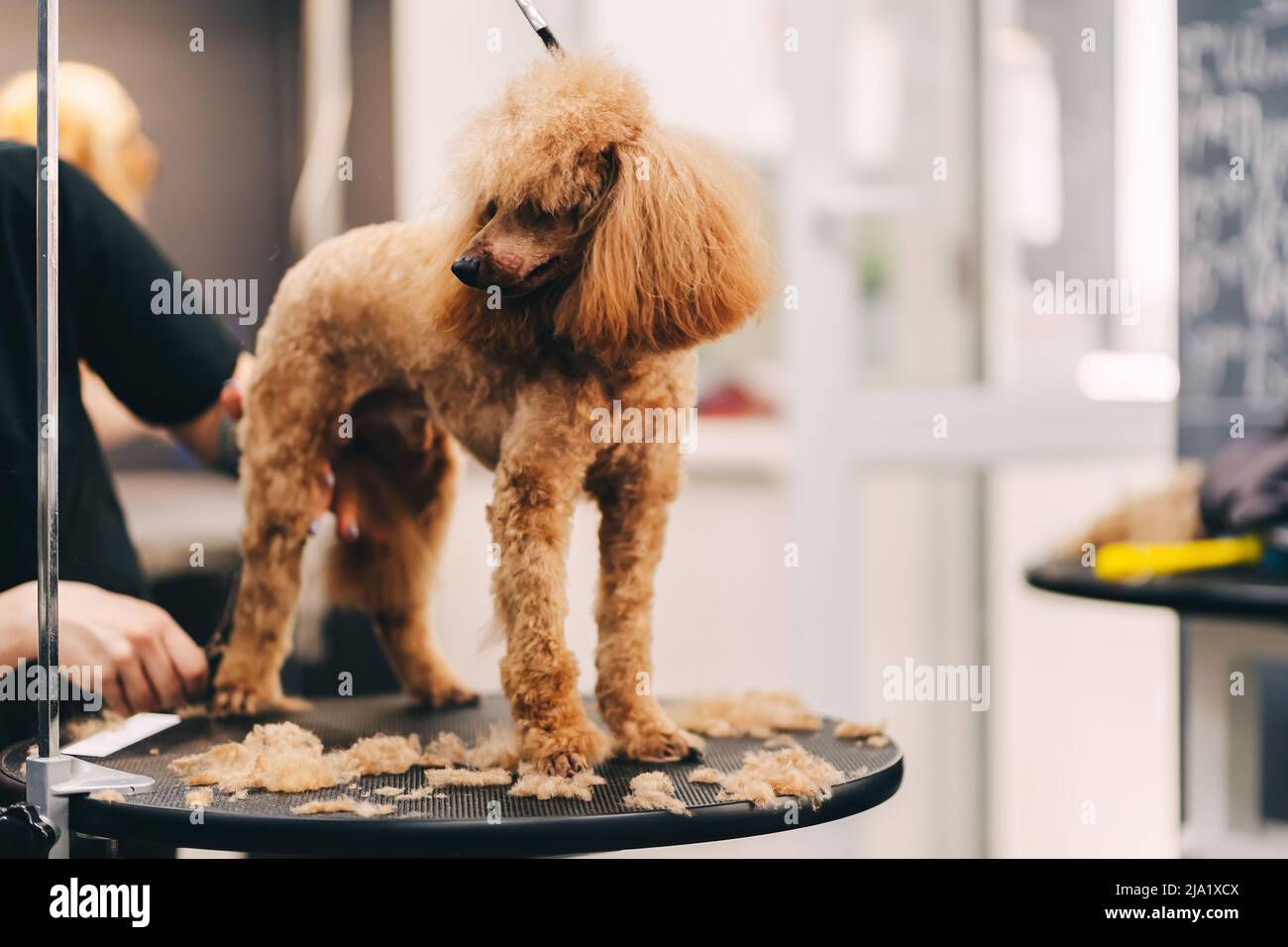 Poodle haircut. The master performs work in the grooming salon Stock ...