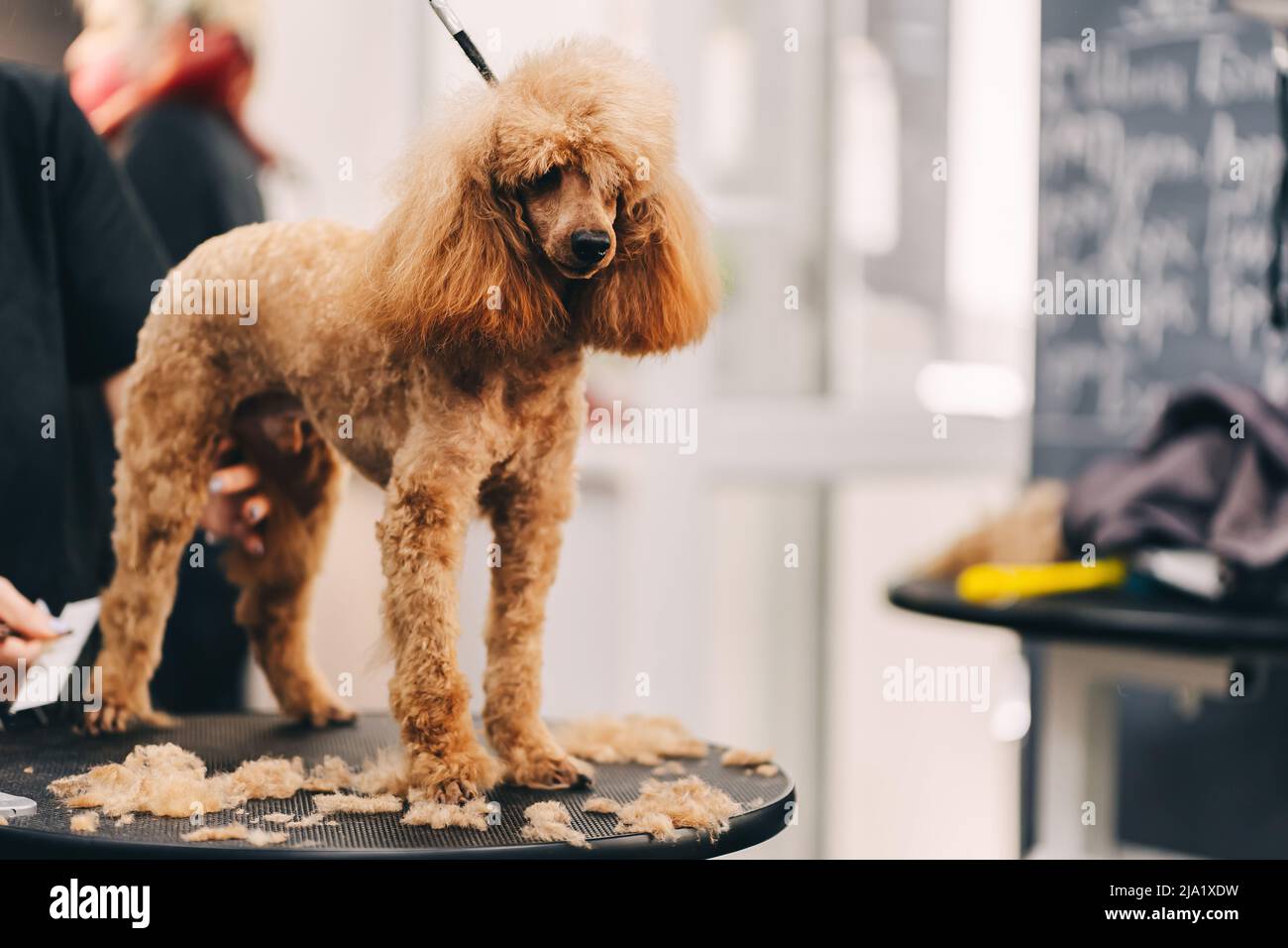 Poodle haircut. The master performs work in the grooming salon Stock ...