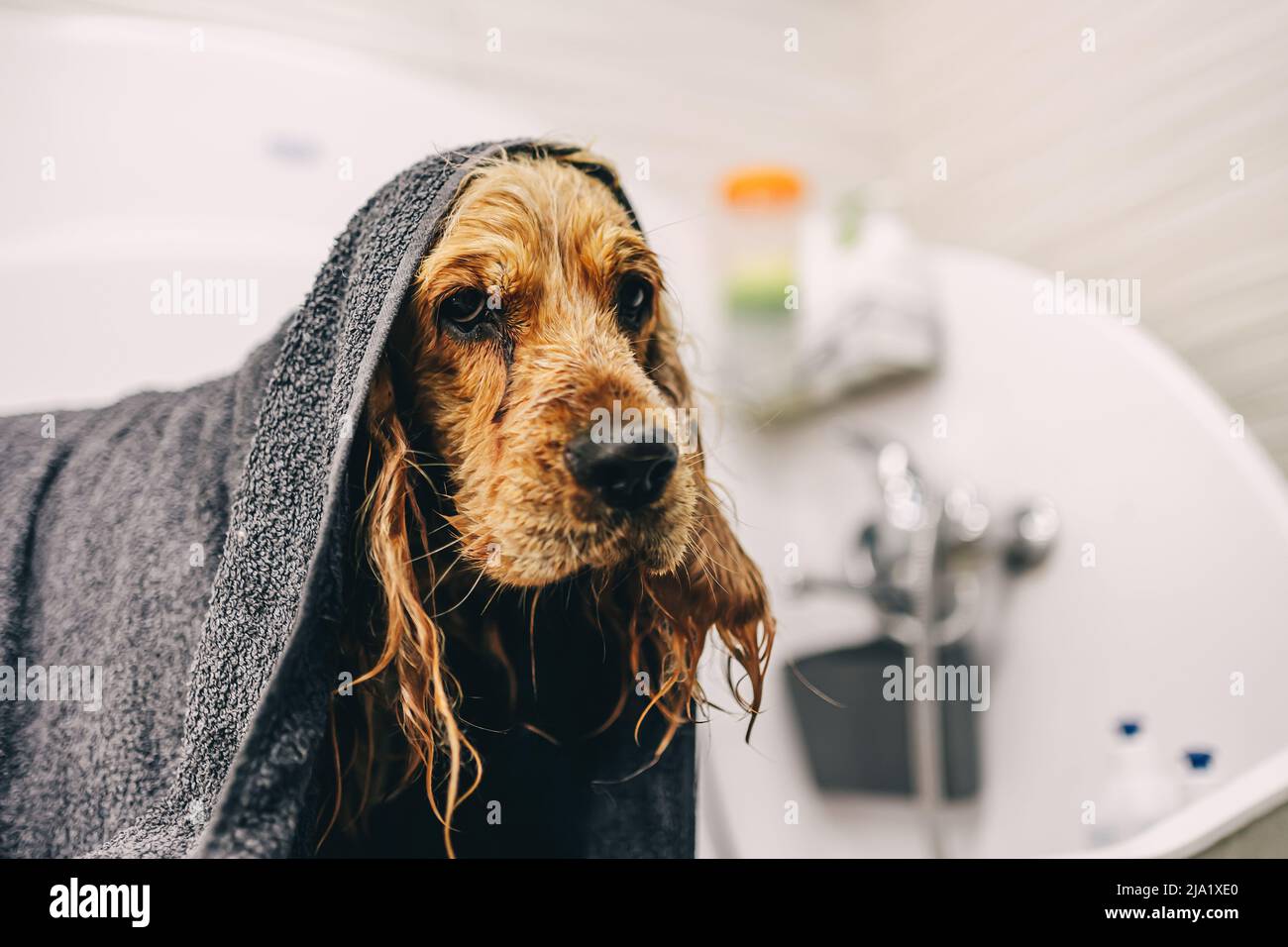 The dog is delighted. Caring for family friends Stock Photo - Alamy
