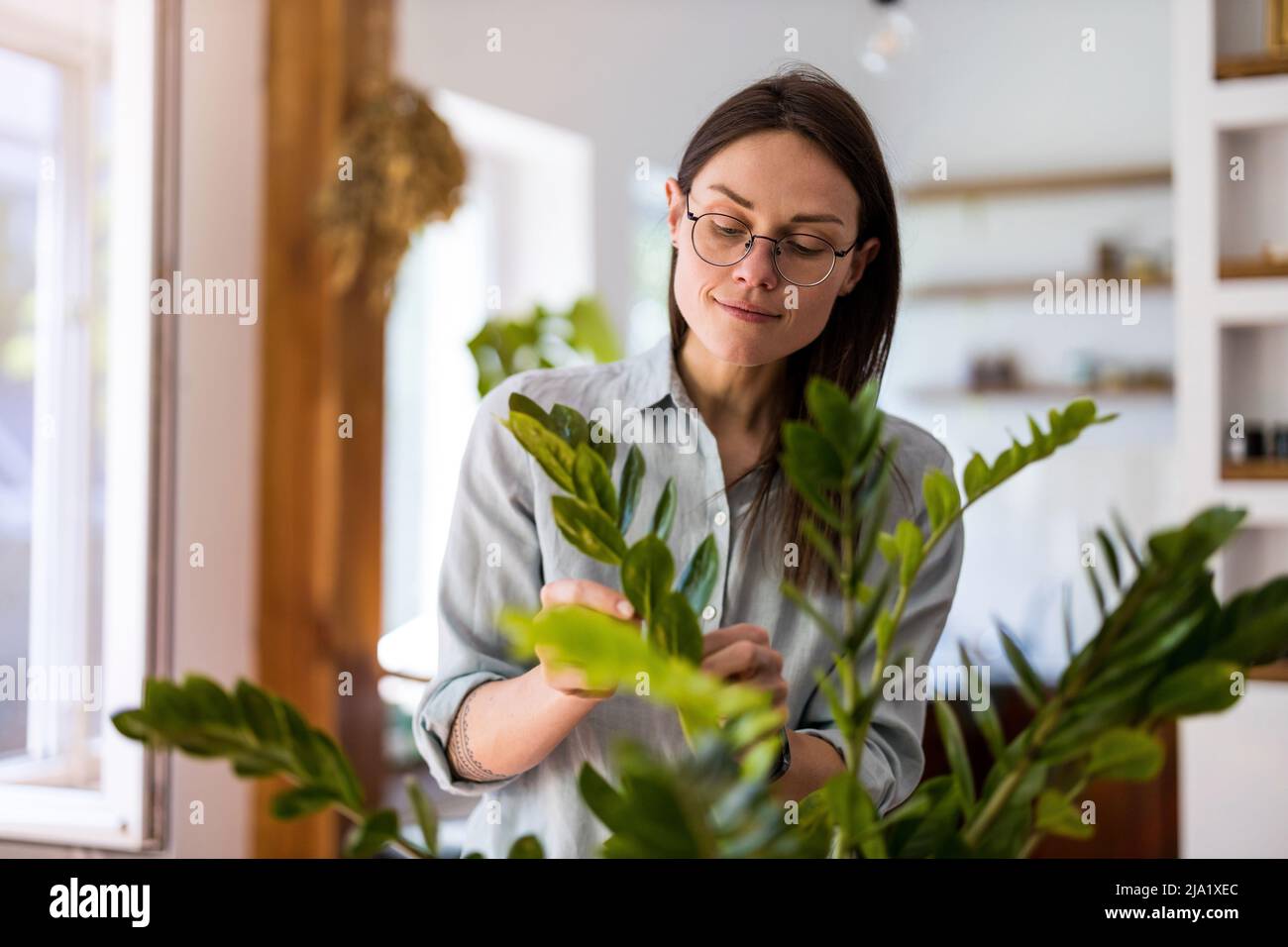 Taking Houseplants Outside at James Glassop blog