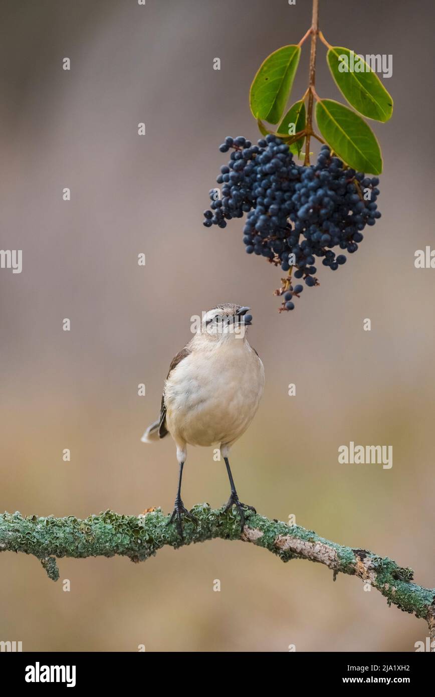 White banded Mockingbird, Mimus triurus, in Pampas grass environment ...