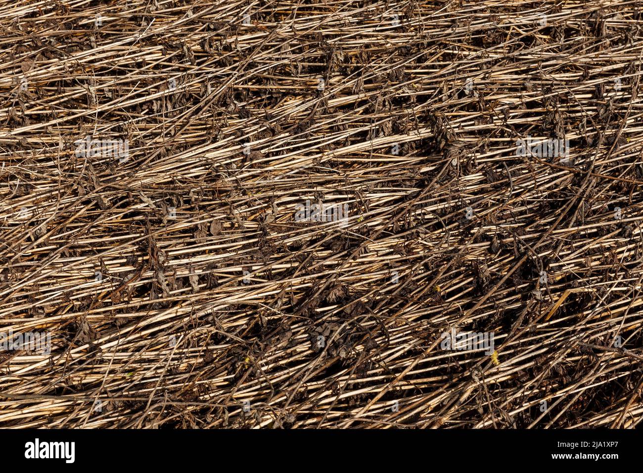 Dry grass background. Natural texture and background from dry grass ...