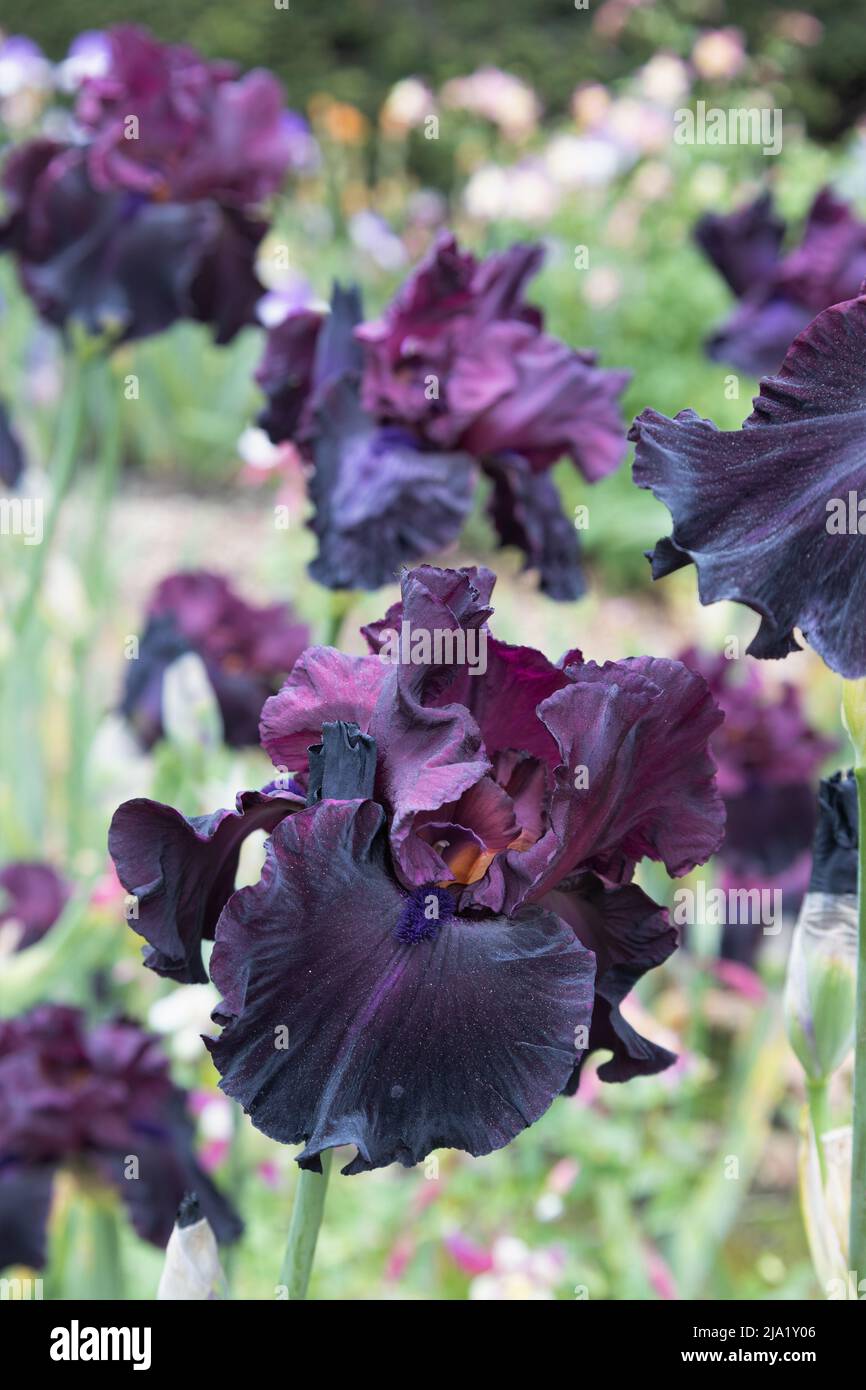 Iris 'Devil's Punchbowl' Stock Photo - Alamy