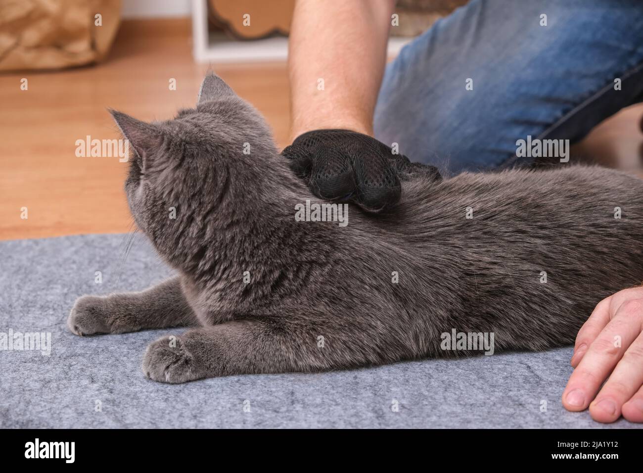 Man combs cats fur special hi-res stock photography and images - Alamy