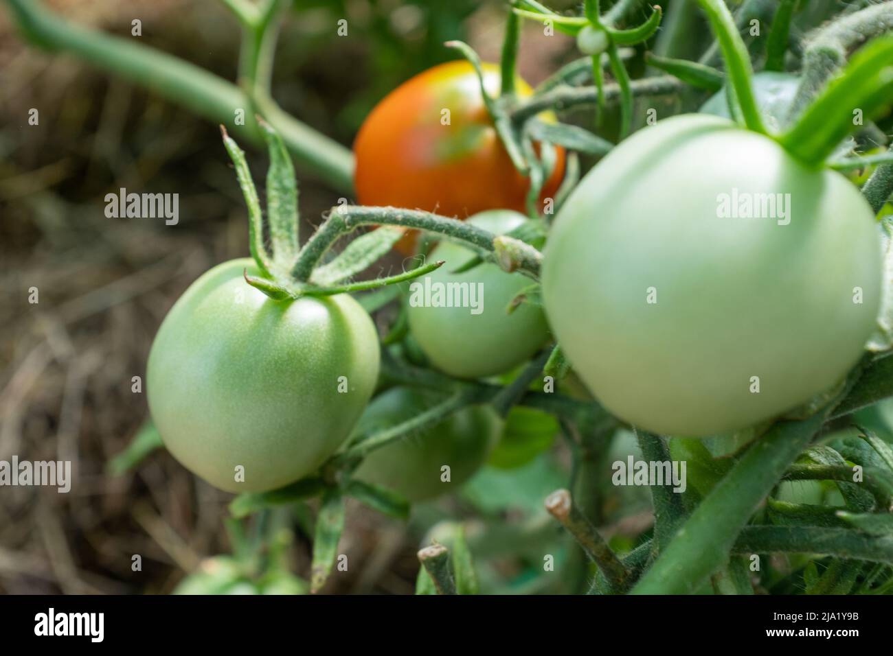 Horizontal composition with a tomato bush and ripening tomatoes, close ...