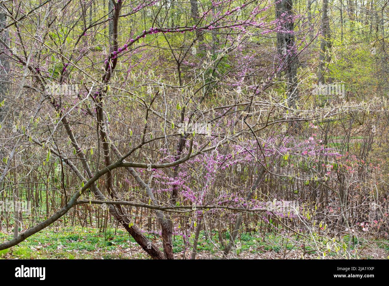Arboretum grove hi-res stock photography and images - Alamy