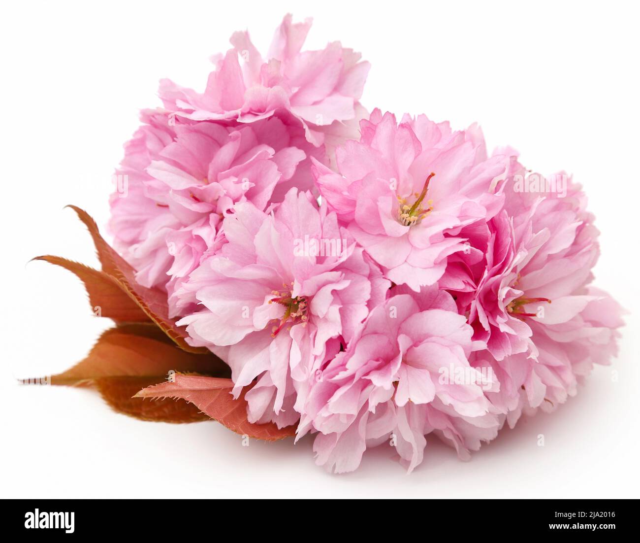 Closeup blooming pink prunus Cut Out Stock Images & Pictures - Alamy