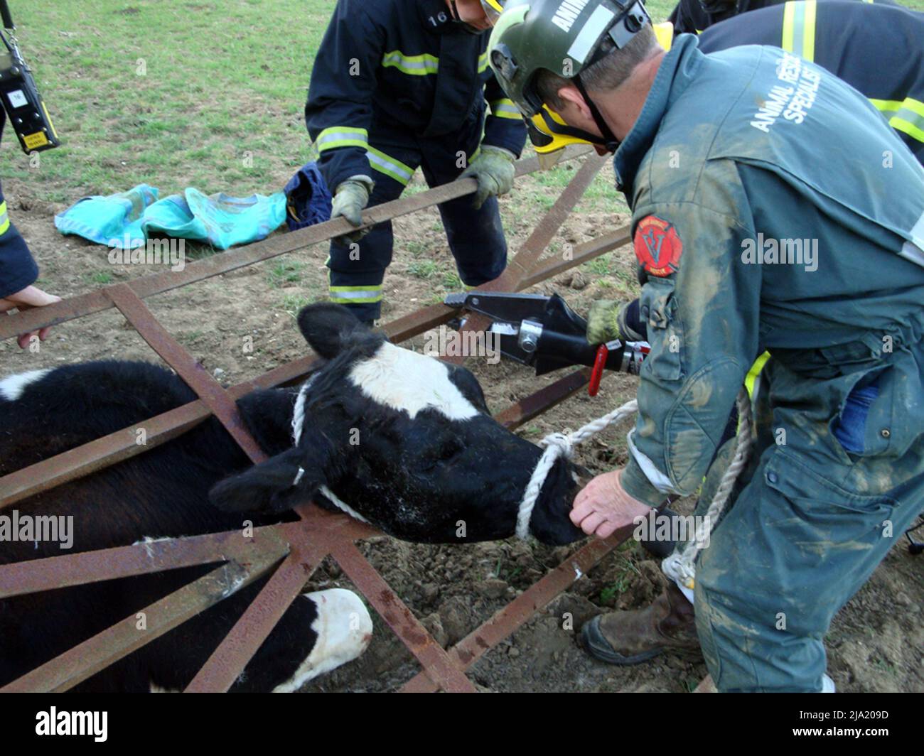 A terrified Fresian heifer tore a iron farm gate from its hinges after ...