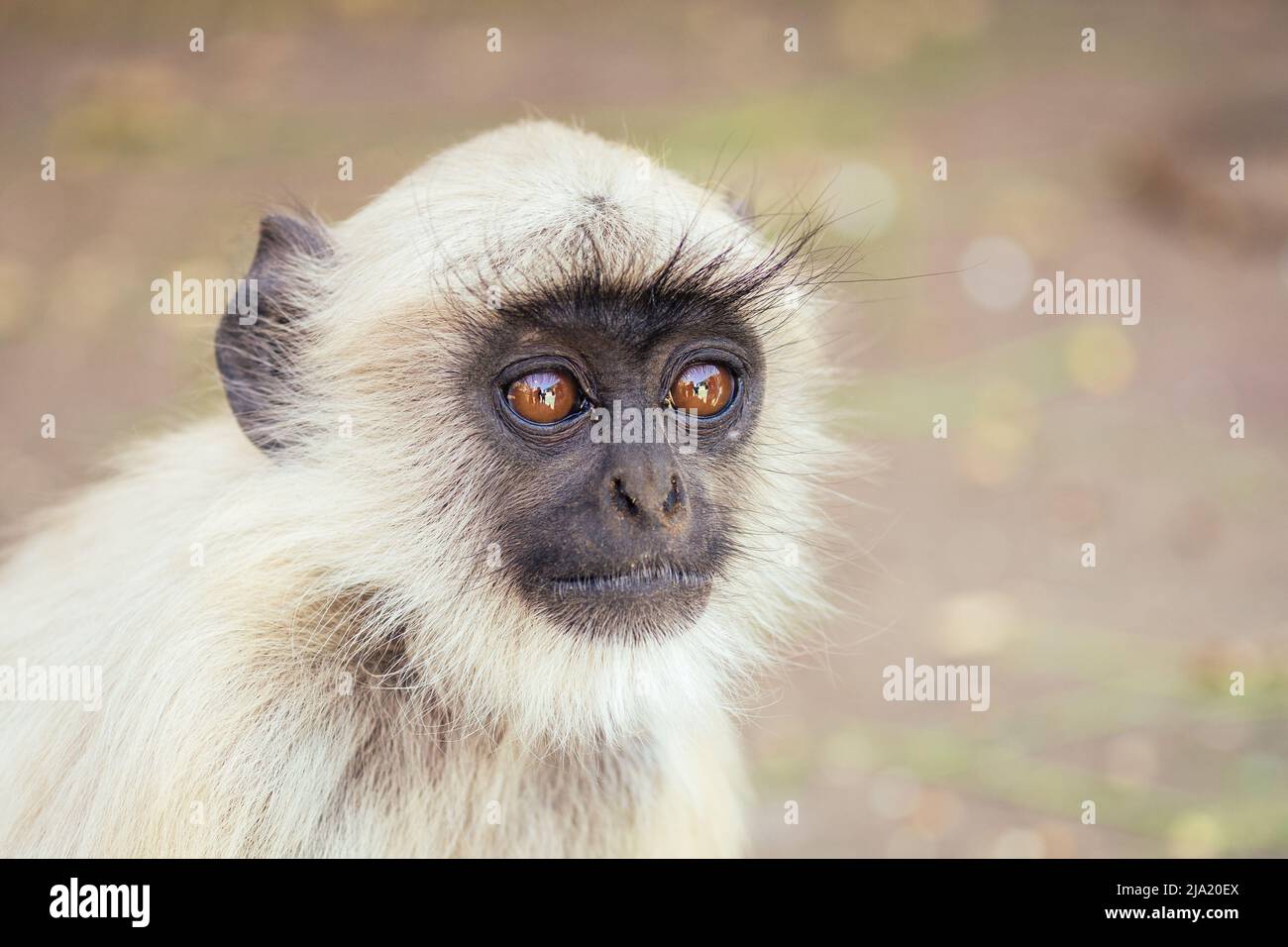 gray monkey in jaipur Stock Photo - Alamy