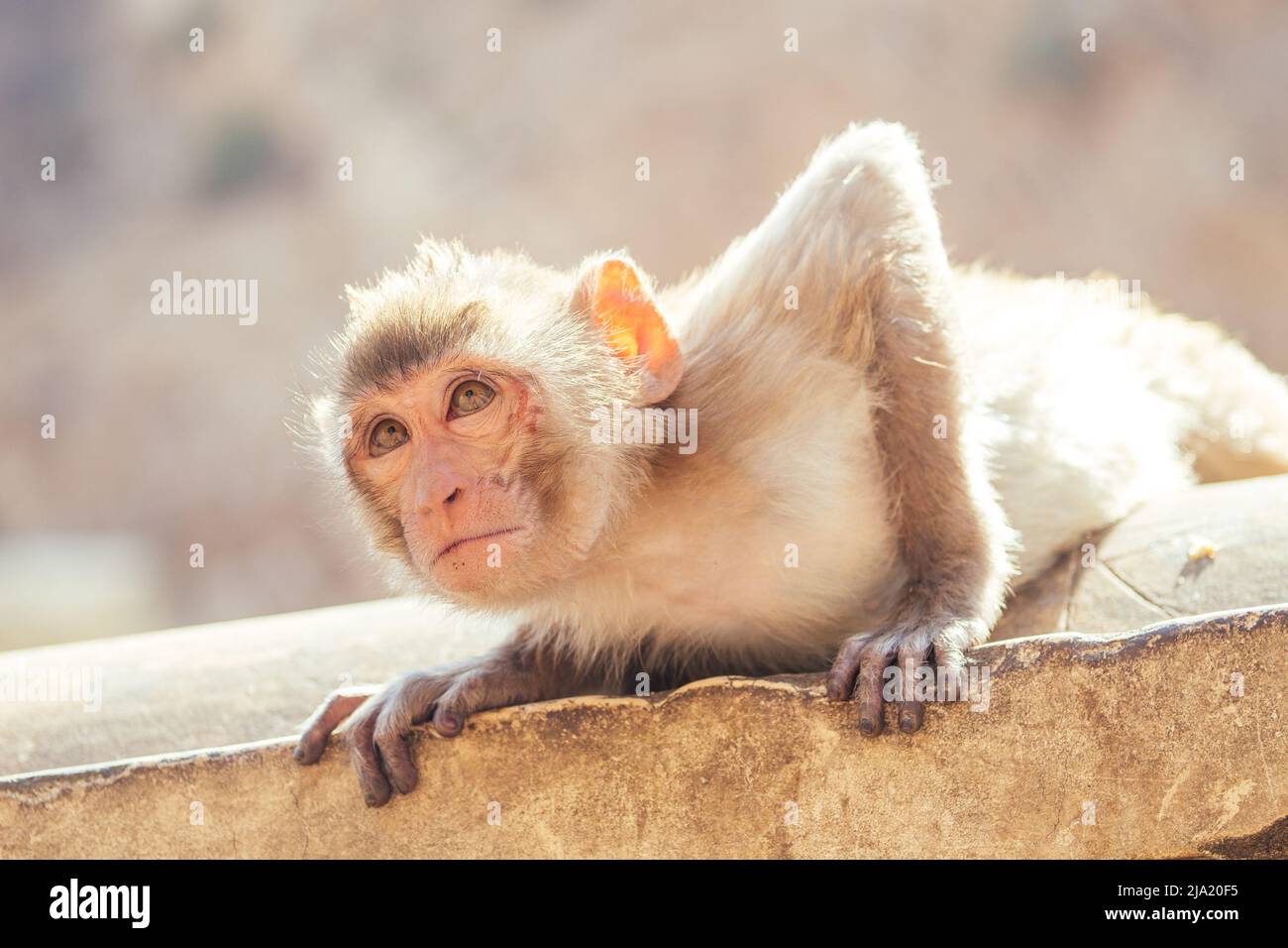 gray monkey in jaipur Stock Photo - Alamy