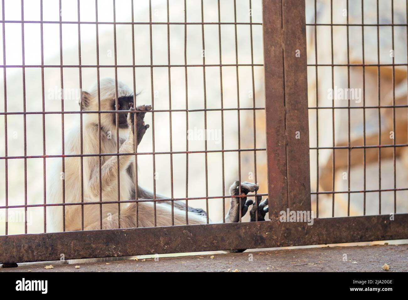 unhappy sad monkey locked in a cage. concept of smuggling and ...