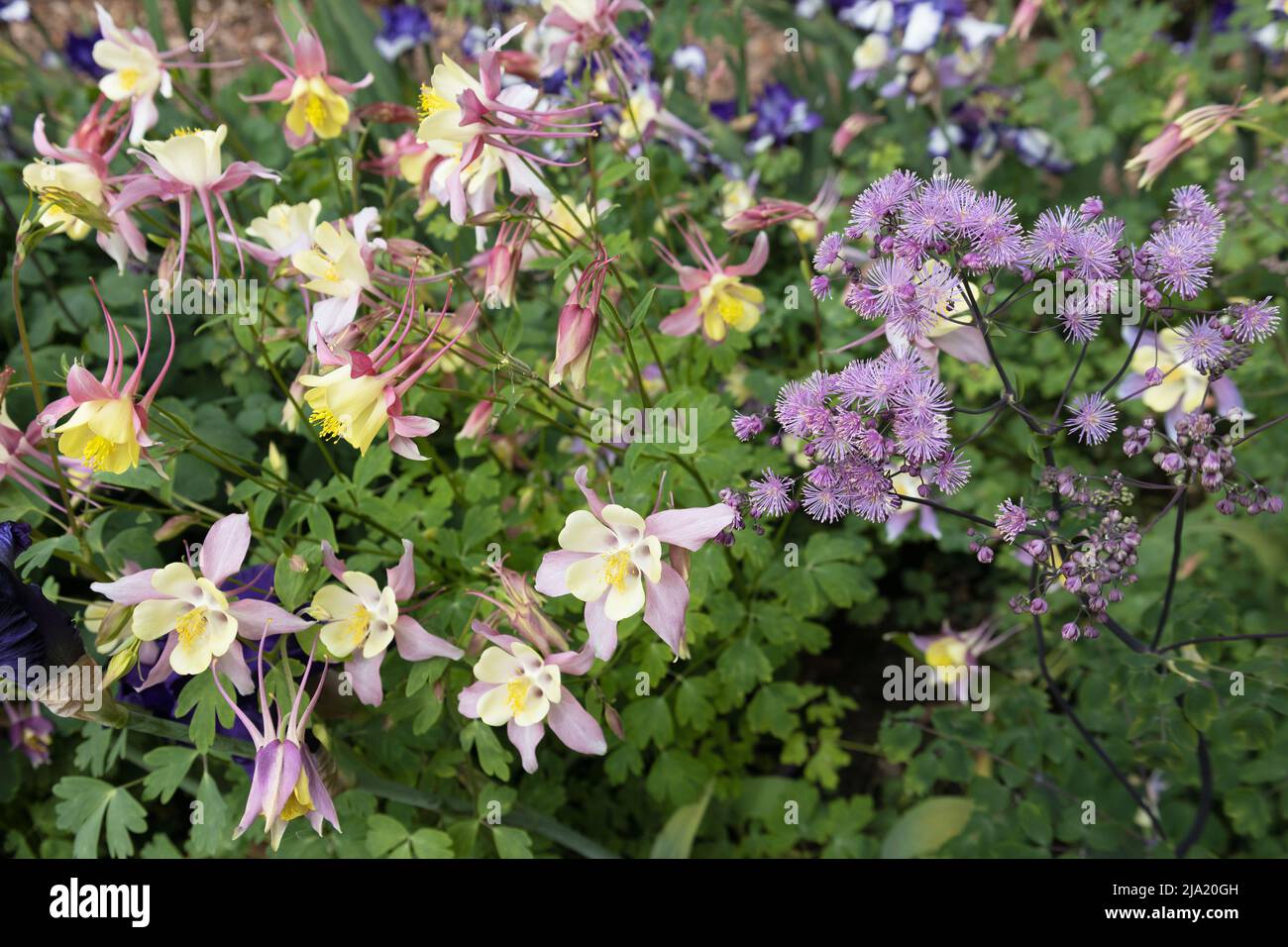 Thalictrum and columbine flowers growing together in a thick tangle in ...
