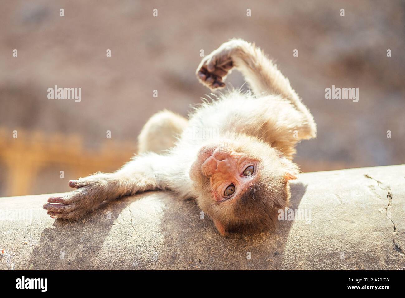 Little monkey with big monkey hi-res stock photography and images - Alamy