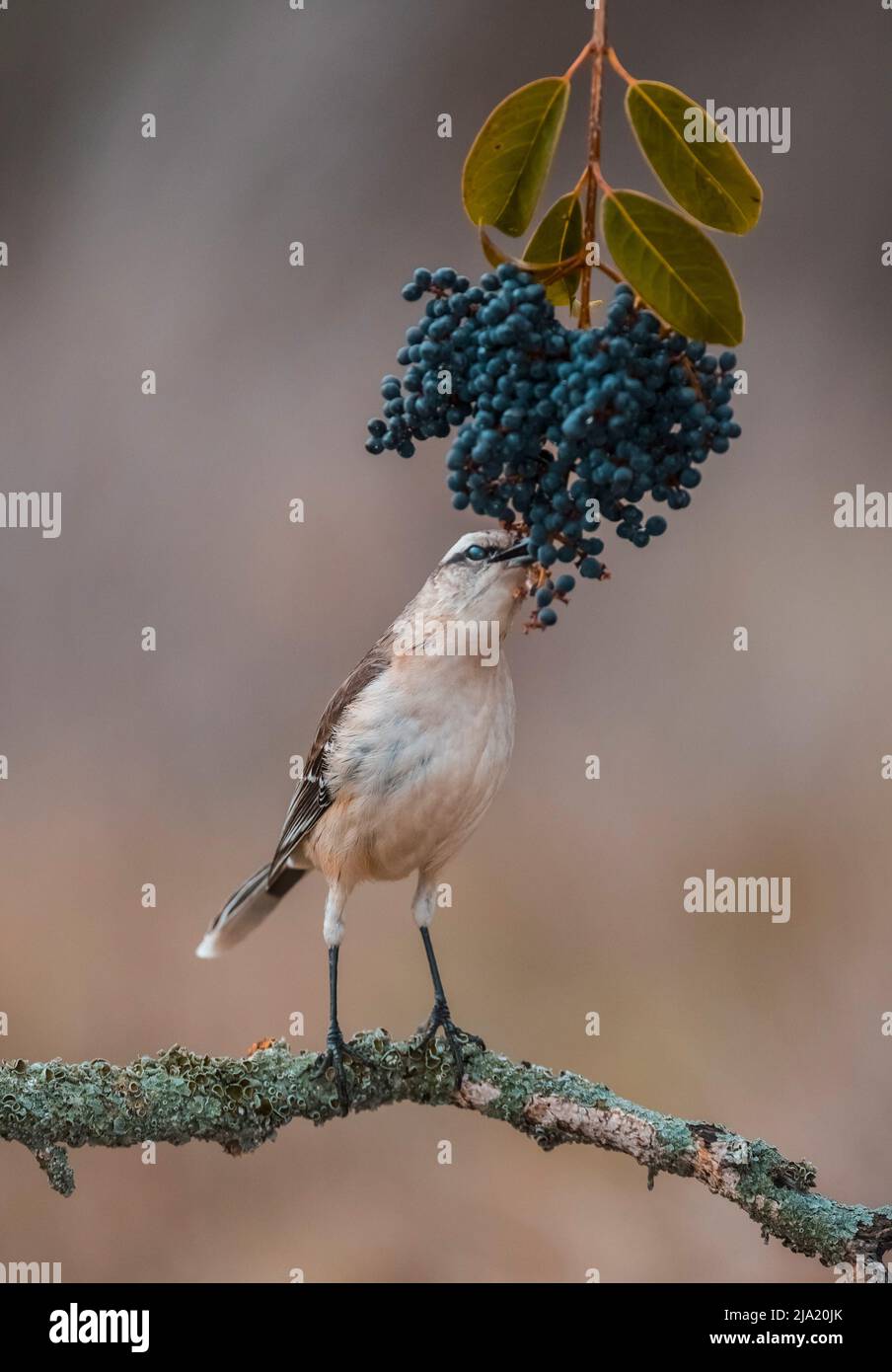 White banded Mockingbird, Mimus triurus, in Pampas grass environment ...