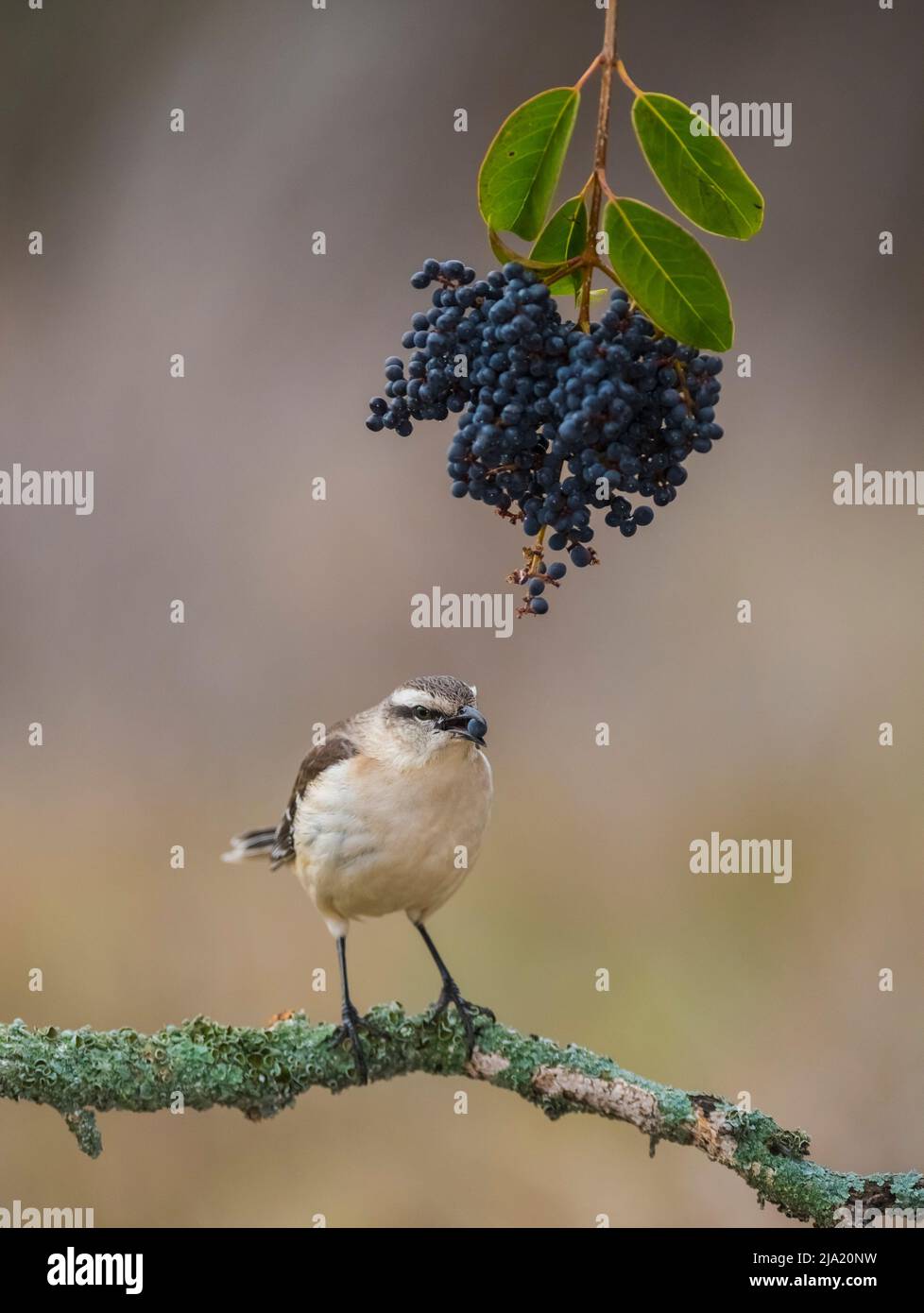 White banded Mockingbird, Mimus triurus, in Pampas grass environment ...