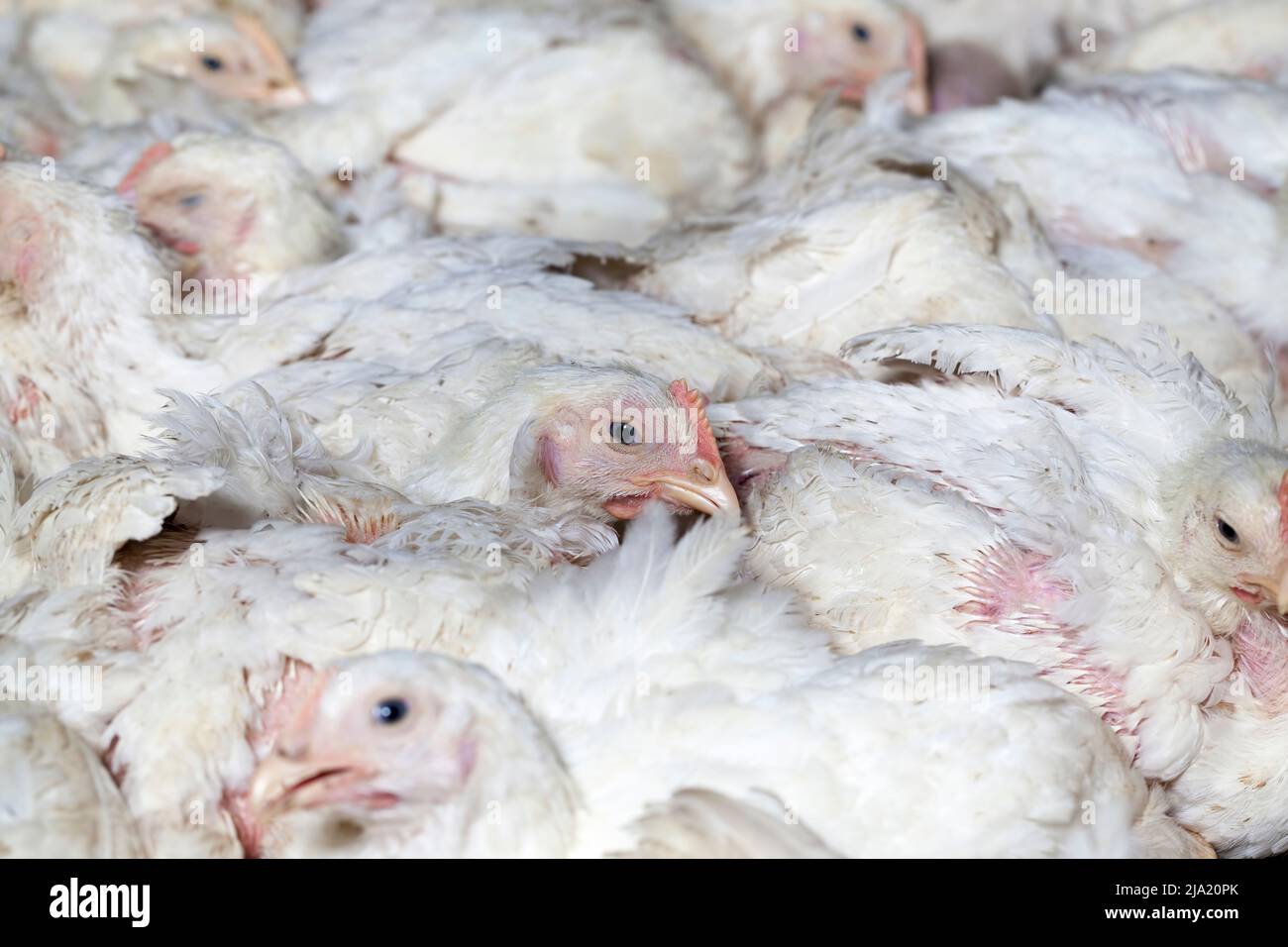 growing poultry on an industrial scale chicken to produce meat products ...