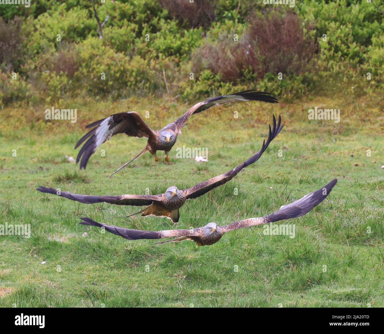 Red kite feeding station hi-res stock photography and images - Alamy