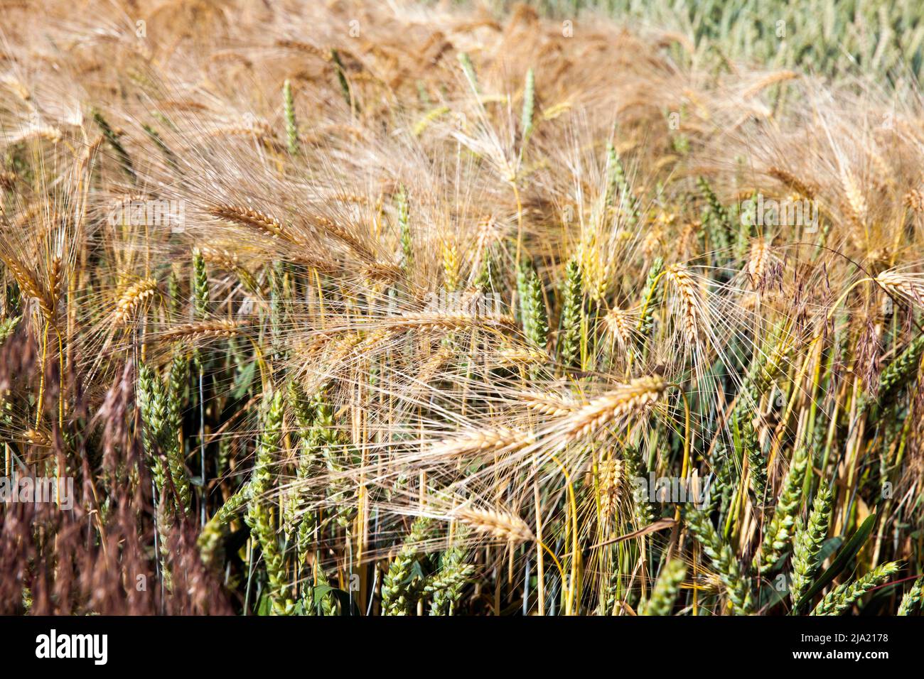 golden-colored ripe wheat in the field, agriculture related to the ...